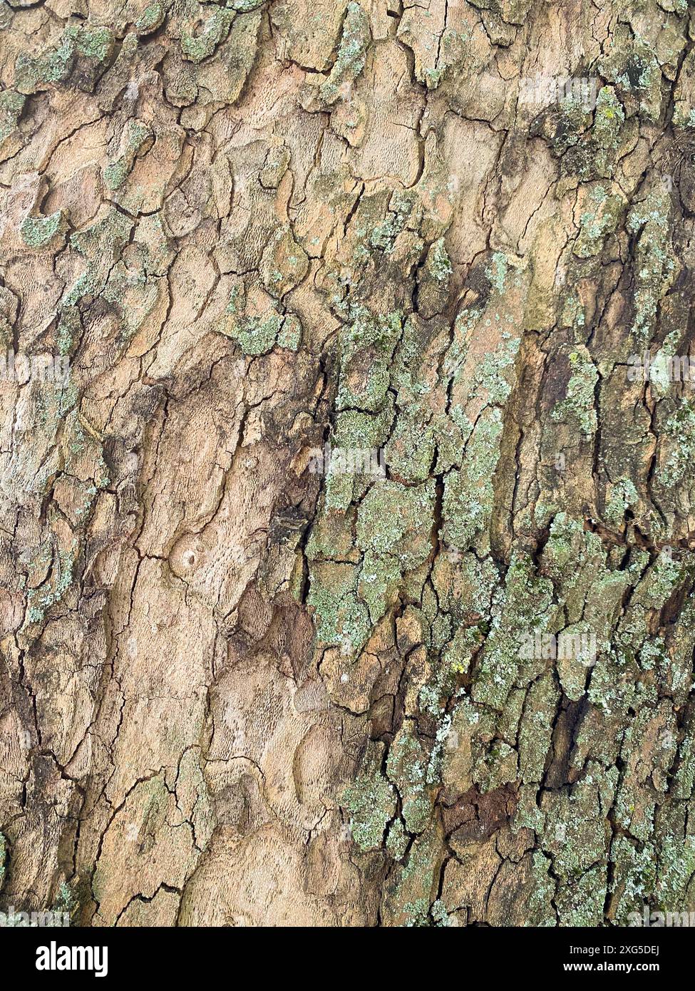 Tree bark texture wallpaper in hi-res stock photography and images - Alamy