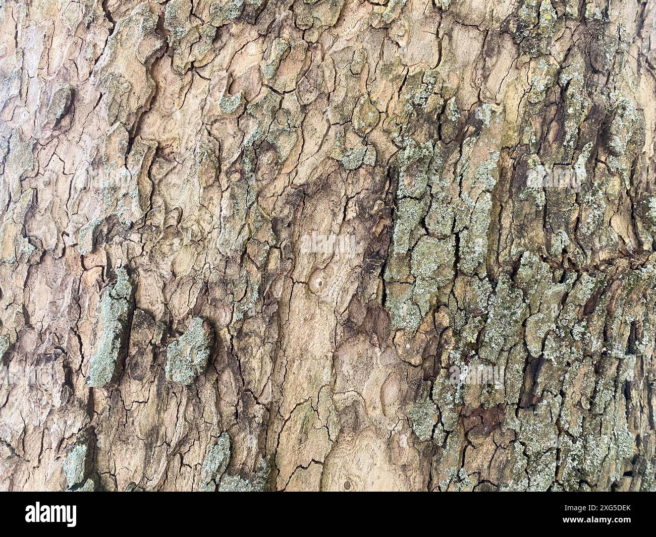 Tree horizontal lines hi-res stock photography and images - Alamy