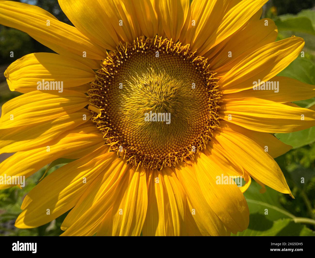 Sunflower in the garden in the sunny day. Beautiful yellow big flower ...