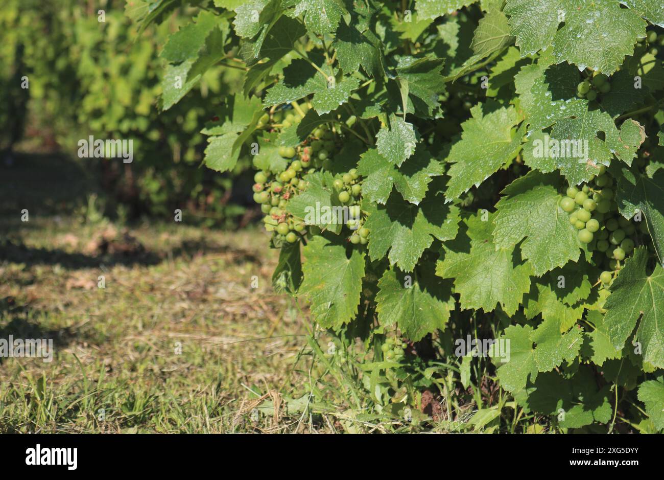 Vineyard ecosystem hi-res stock photography and images - Alamy
