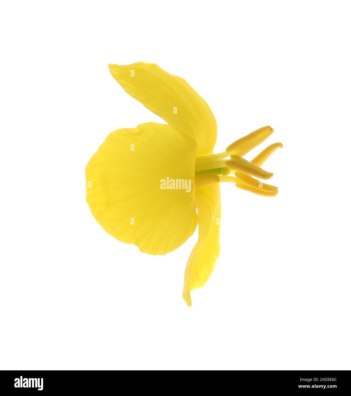 Rapeseed flower isolated on hi-res stock photography and images - Alamy