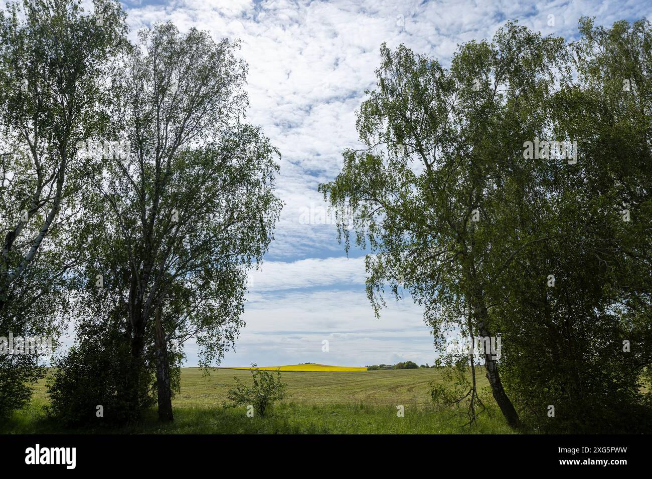 birch tree with green foliage in windy weather, the foliage of the tree ...