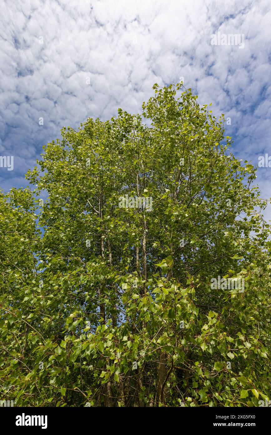 Wind rustles green foliage trees hi-res stock photography and images ...