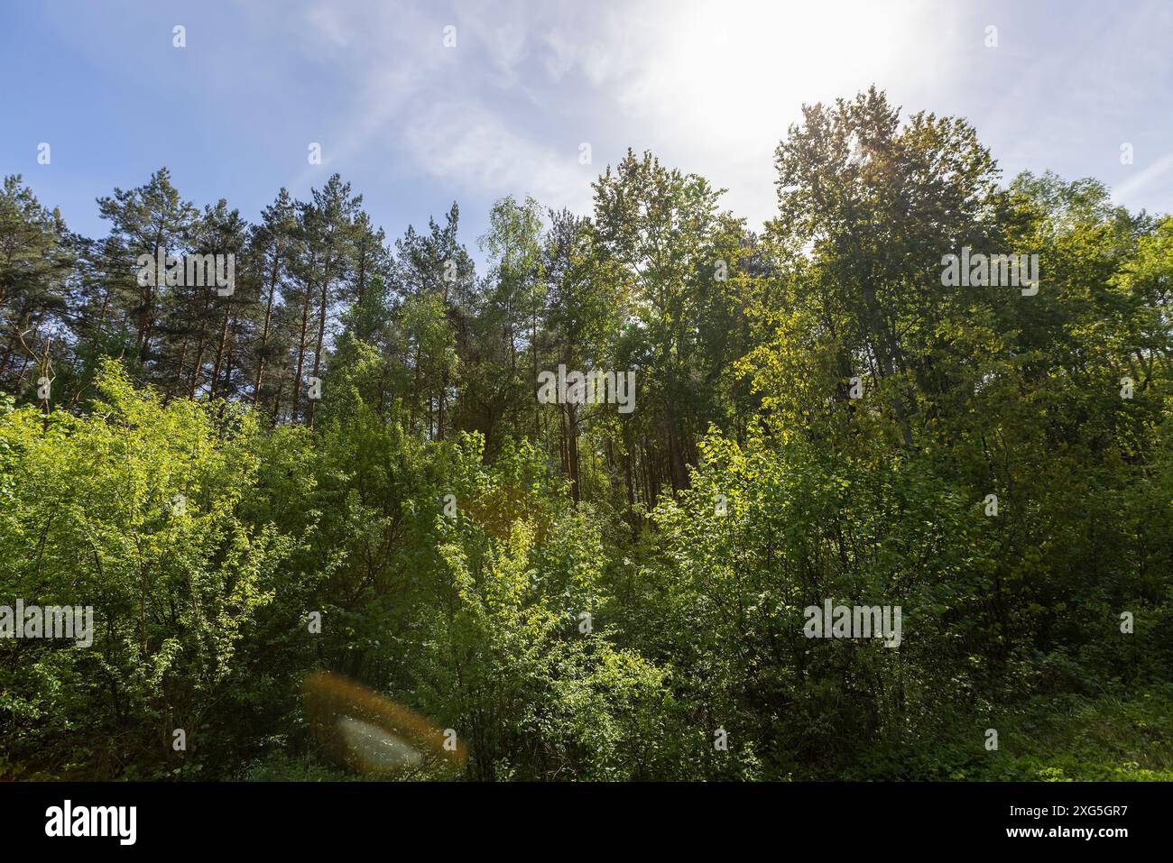 pines and deciduous trees in a mixed forest in spring, wildlife with ...