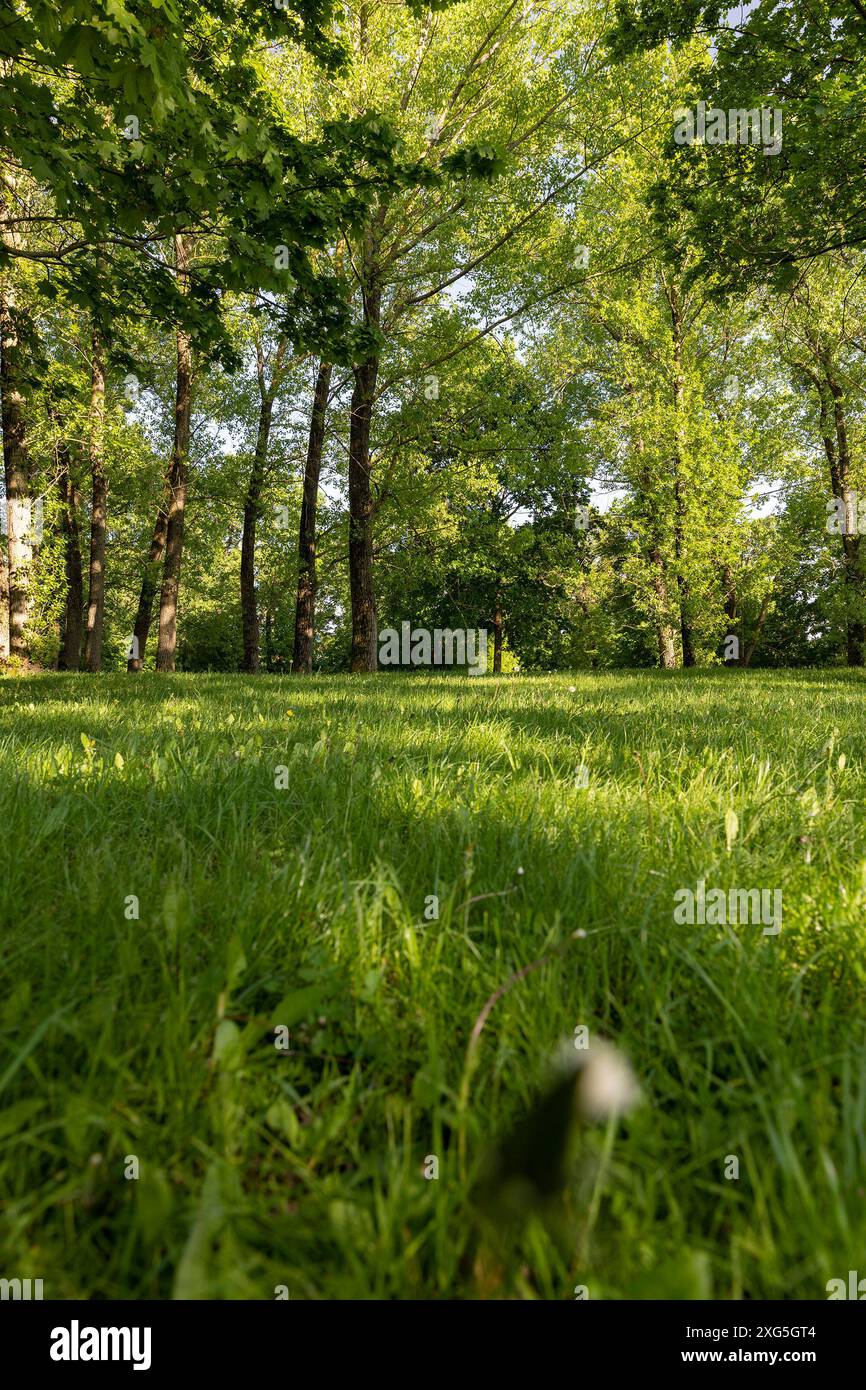 maples and other deciduous trees in the park in spring, beautiful green ...