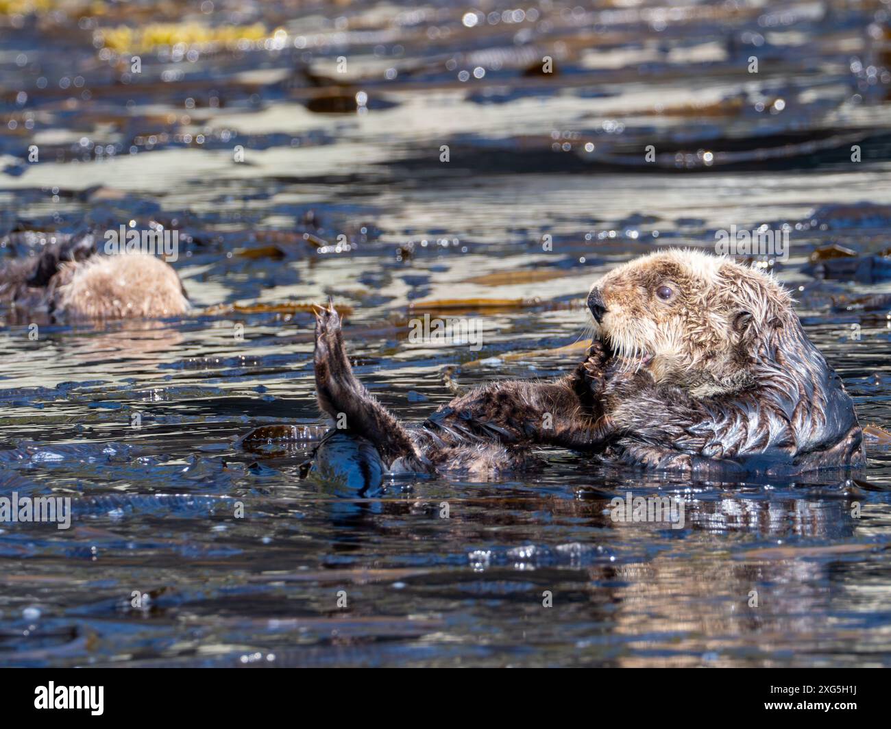 Sea otter, Enhydra lutris, a marine mammal in the kelp forest of ...