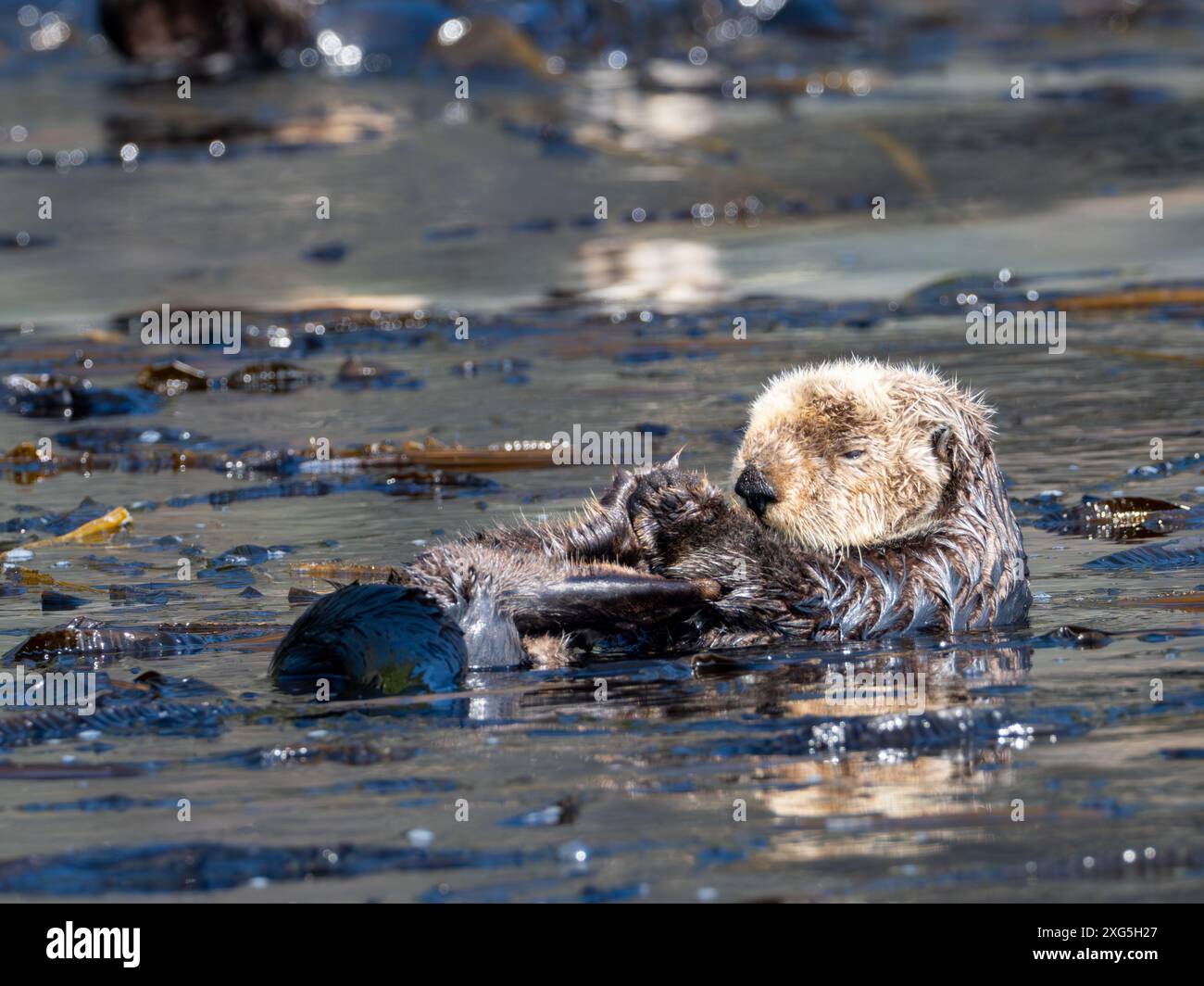 Sea otter, Enhydra lutris, a marine mammal in the kelp forest of ...
