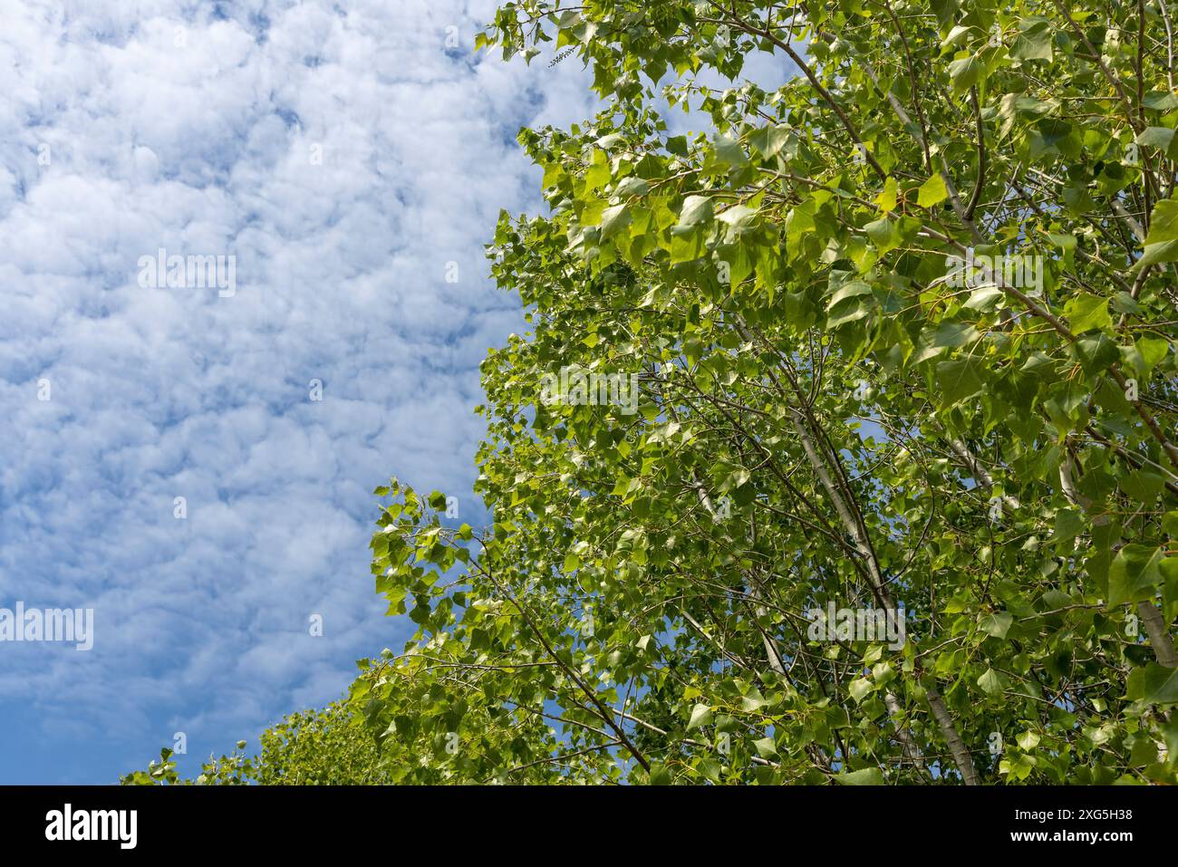 Wind rustles green foliage trees hi-res stock photography and images ...