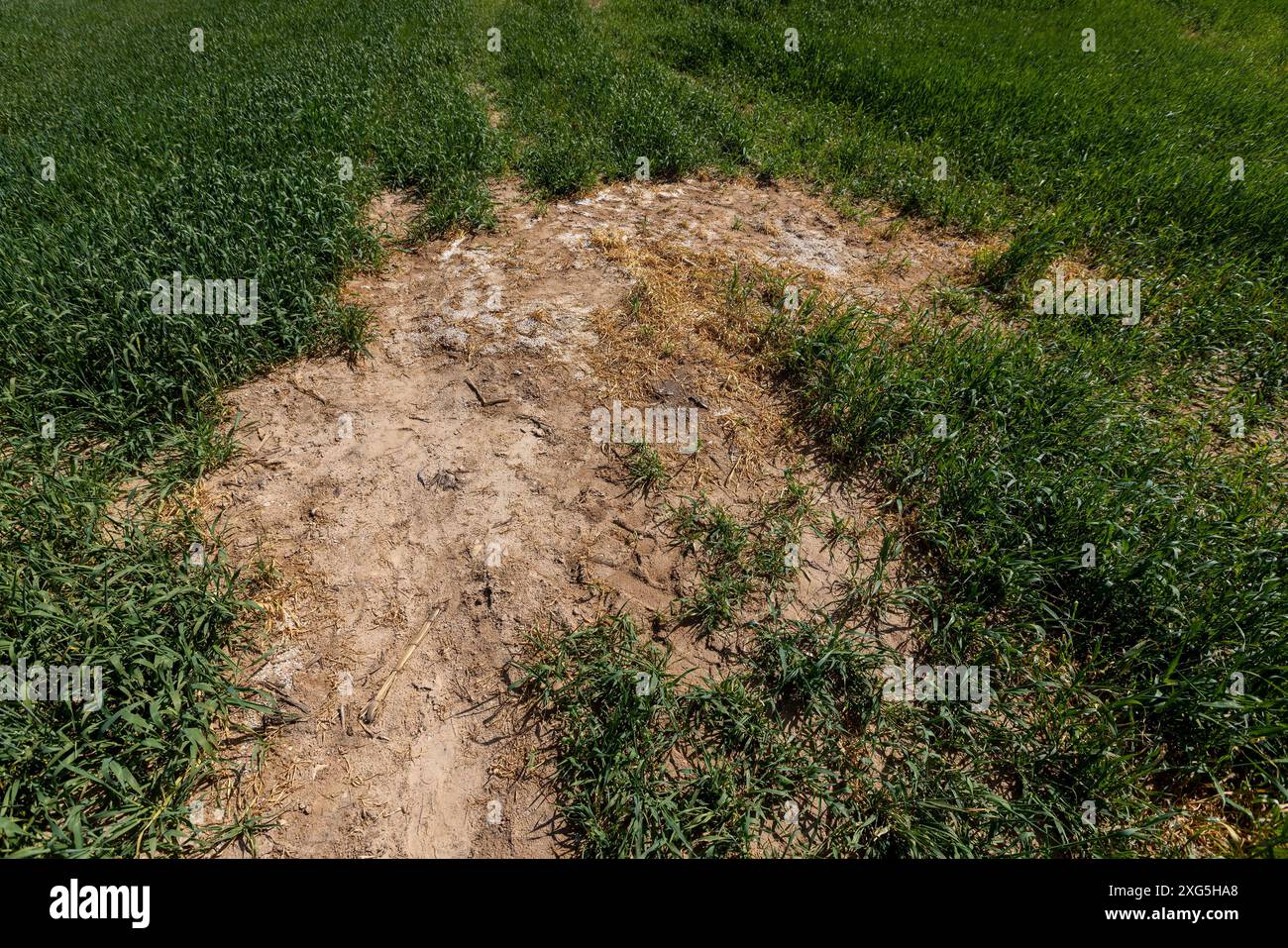 the destroyed wheat crop from the excessive use of mineral fertilizers ...