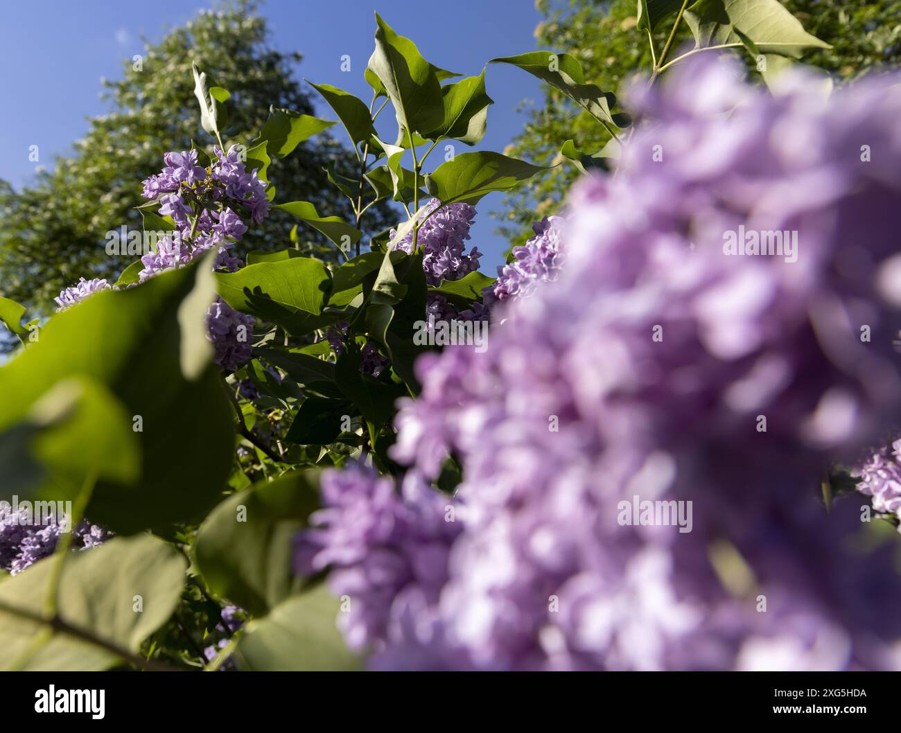 purple lilac inflorescences in spring, lilac bush during flowering ...