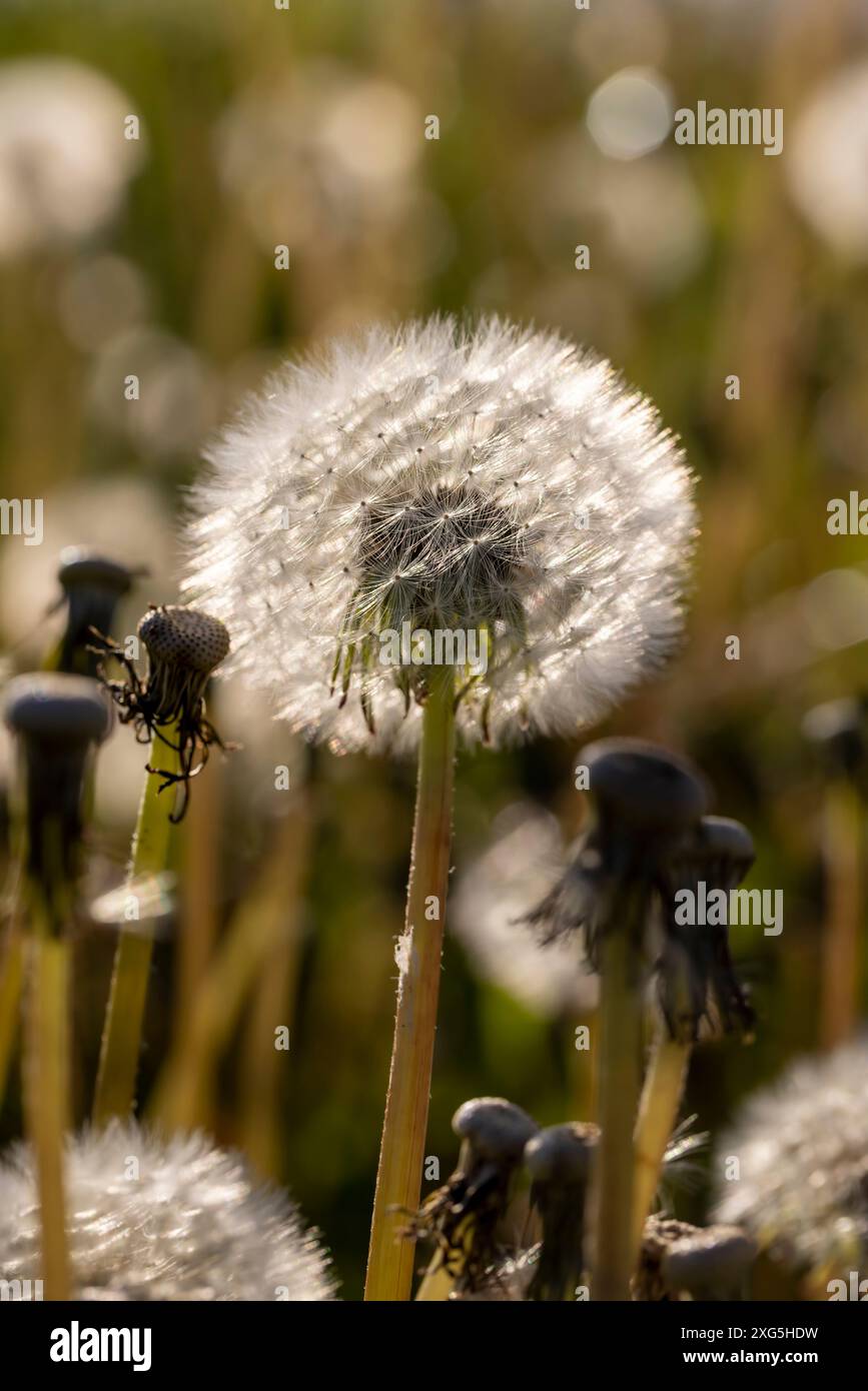 white dandelion balls in spring, dandelion seeds in spring after ...