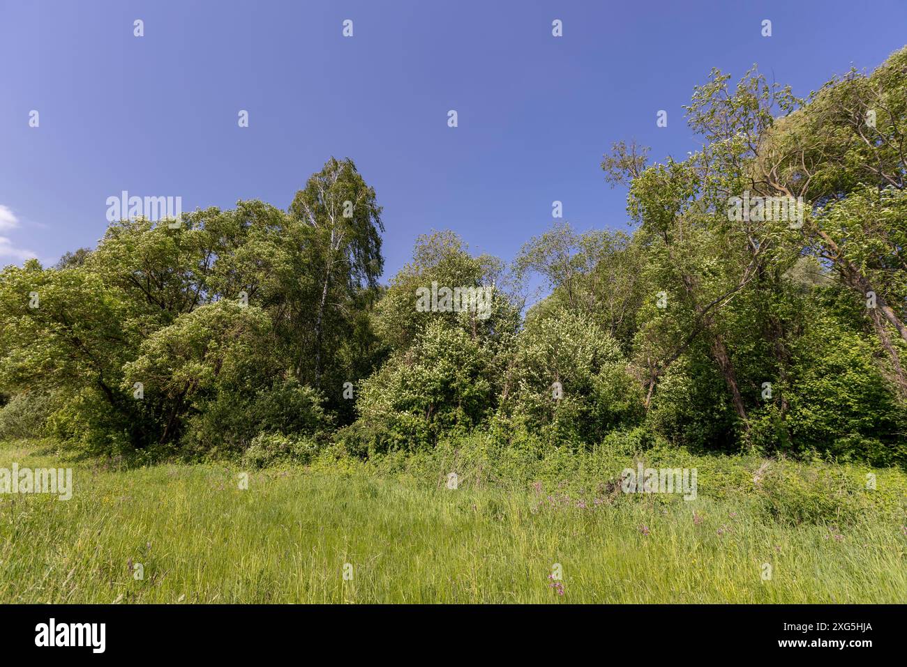 Trees in the forest in windy weather in spring, deciduous trees in ...