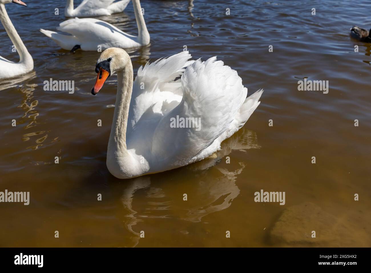 A large group of hungry swans in spring, white swans waiting to feed ...