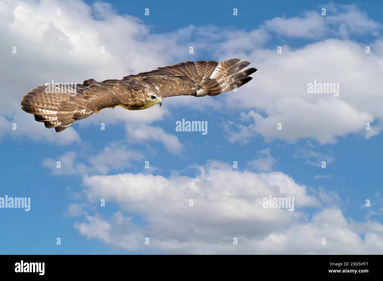 Buzzard gliding hi-res stock photography and images - Alamy