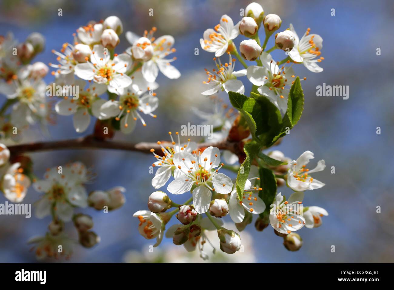 Cherry sprout hi-res stock photography and images - Alamy