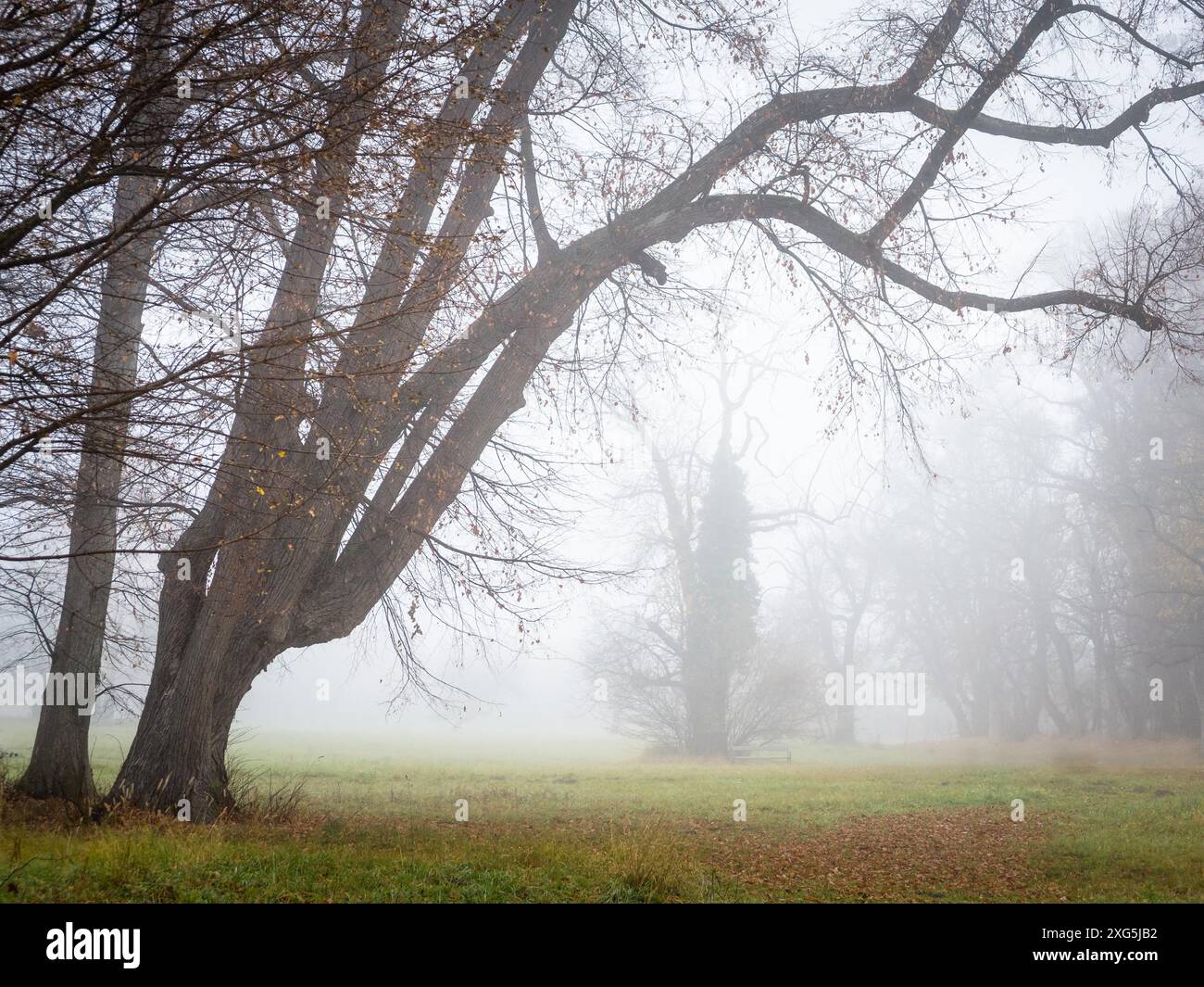 Fantasy, fog, halloween, magic, rain, silhouette, woods, light, twisted ...