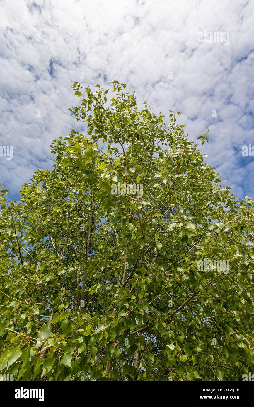 birch tree with green foliage in windy weather, the foliage of the tree ...