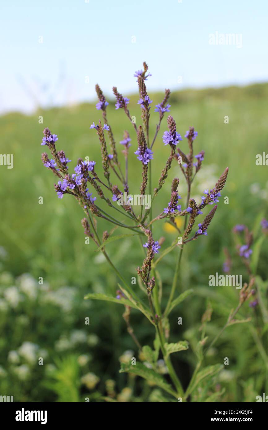 Blue vervain hi-res stock photography and images - Alamy
