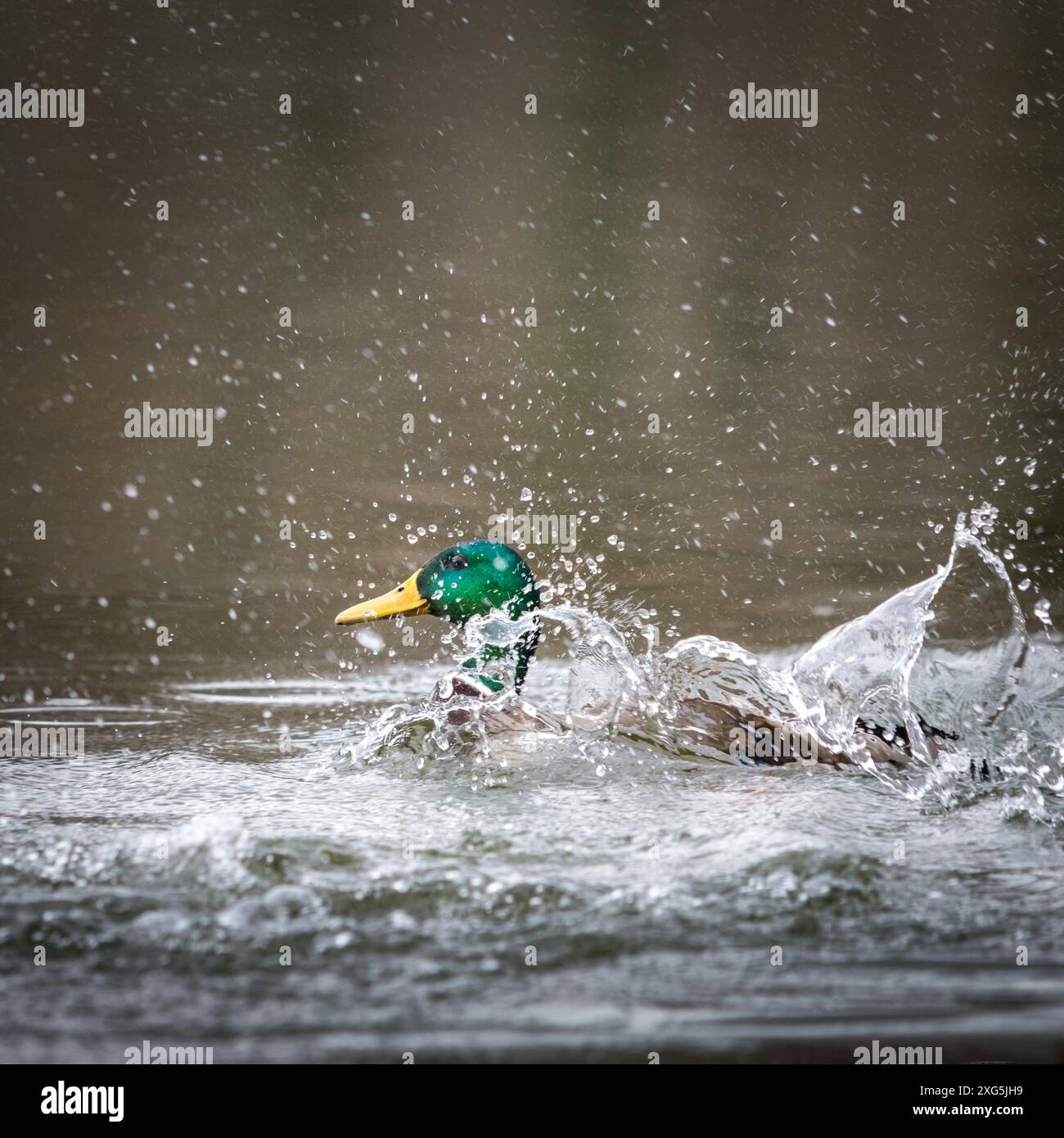 The duck splashes in the pond. Splashes and drops of water. Funny water ...