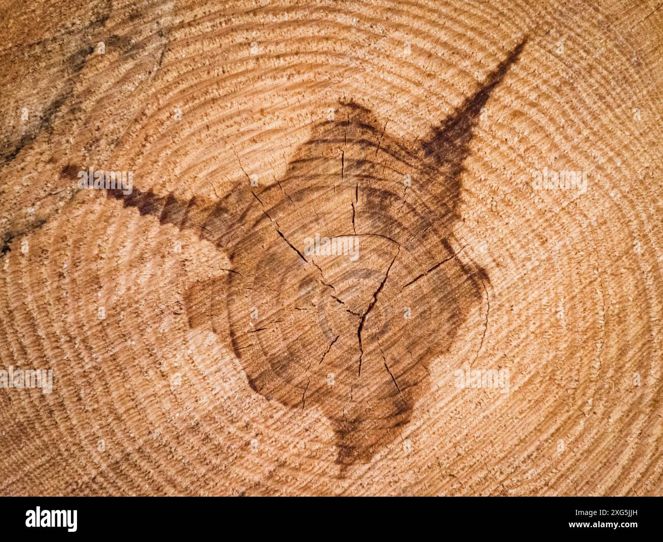 Close-up of a cross-section of a tree trunk.Texture of a cut tree with ...