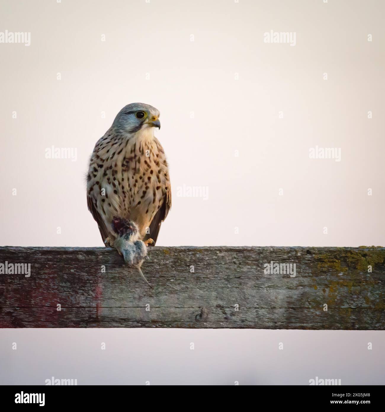Common kestrel eating mouse hi-res stock photography and images - Alamy