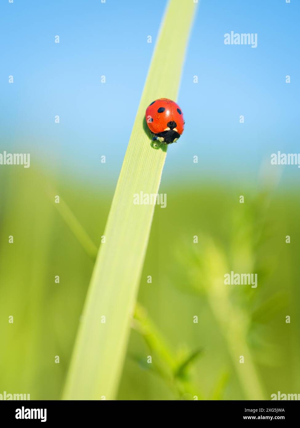 Ladybug drinking fresh morning dew Stock Photo - Alamy