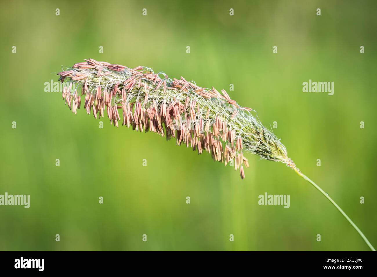Awn grass hi-res stock photography and images - Alamy