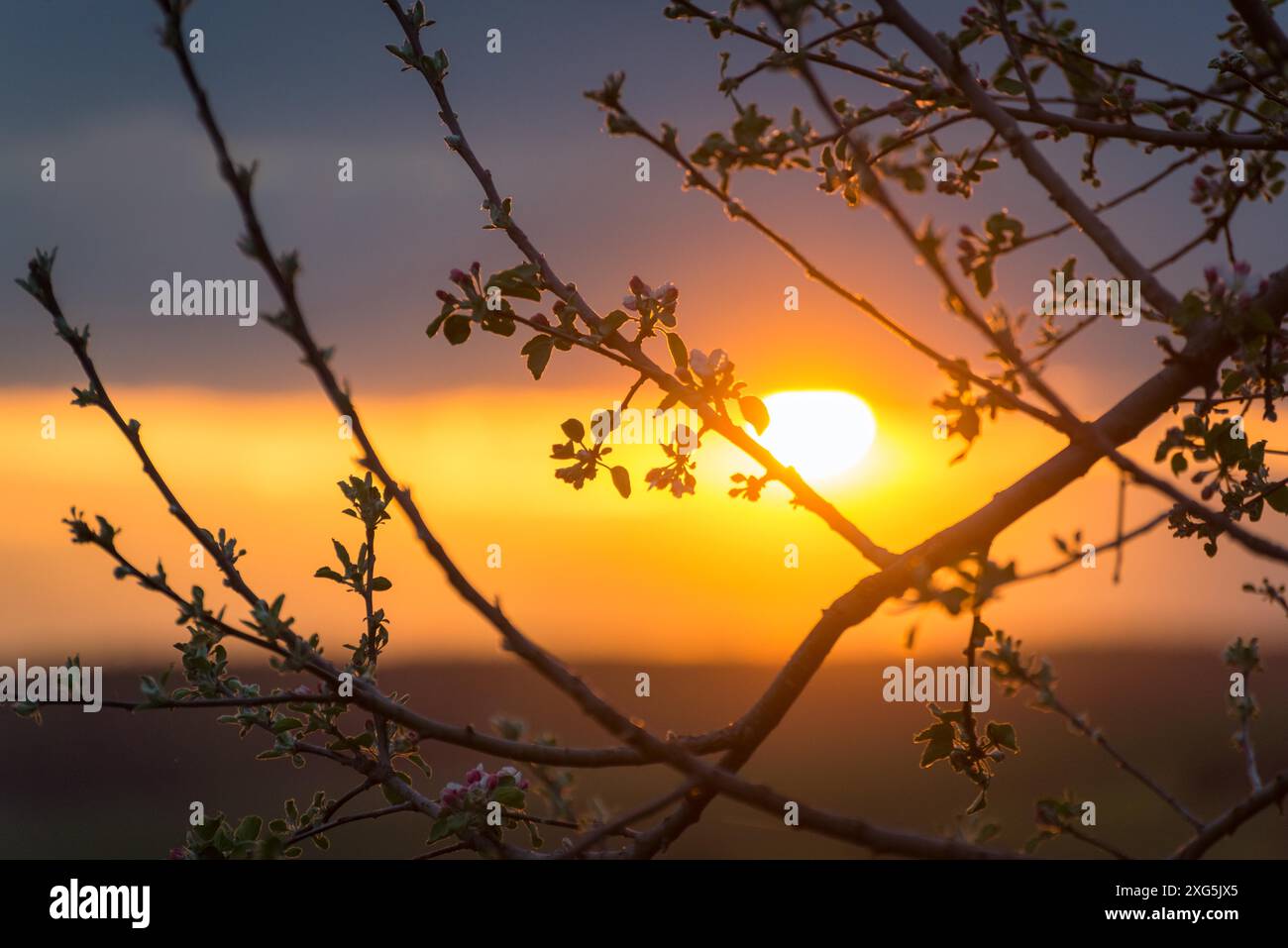 Abstract apple tree flowers background, spring blurred background ...