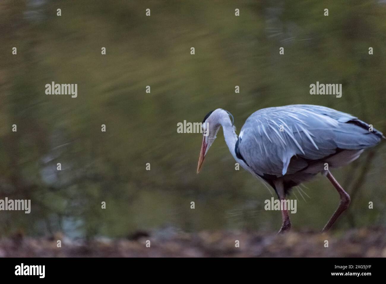 Grey heron on coast hi-res stock photography and images - Alamy