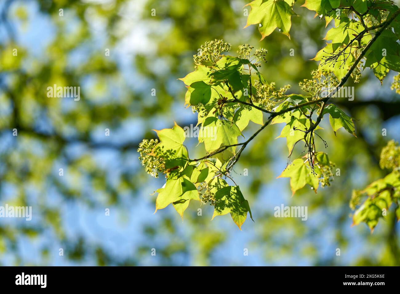 Colchic maple (Acer) cappadocicum with leaves, rare in Europe Stock ...