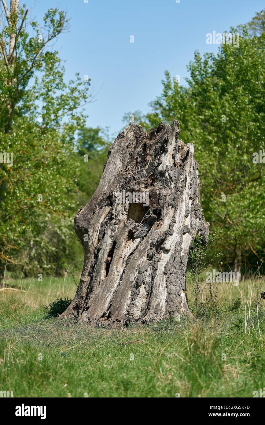 Remains of an old English oak as a habitat tree. These dead trees Stock ...