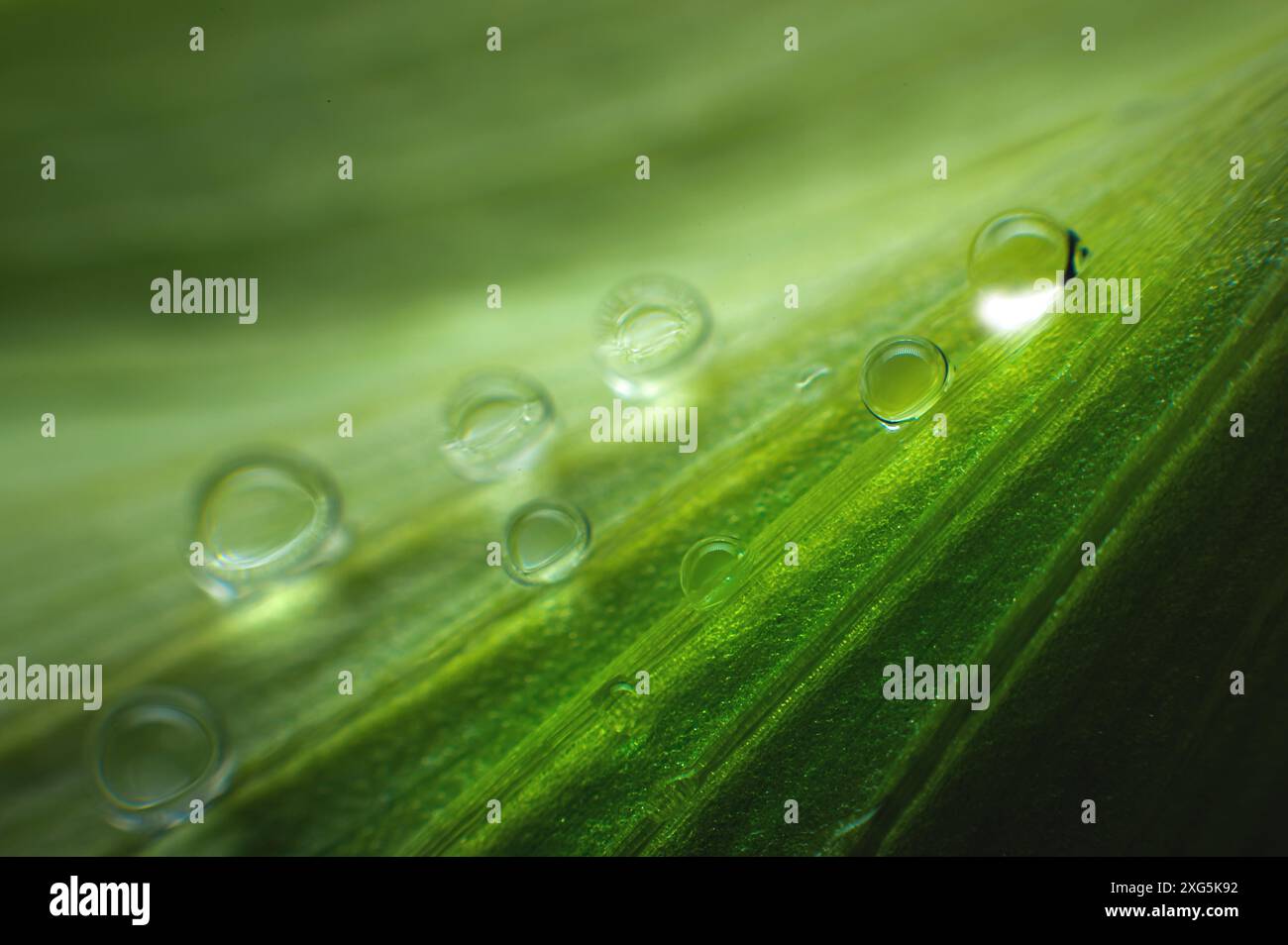 Super close up drop water hi-res stock photography and images - Alamy