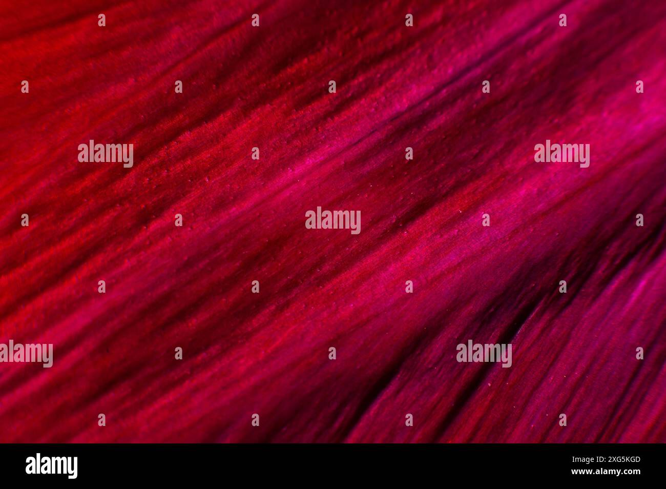 Extreme macro Bright close-up of a flower petal in pink. Abstract ...