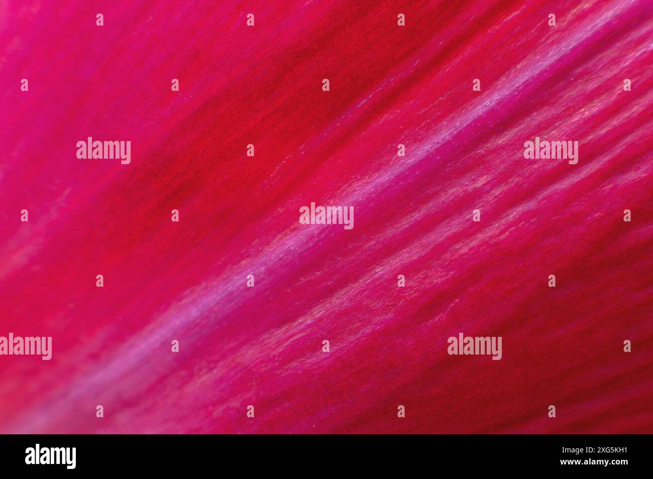 Extreme macro Bright close-up of a flower petal in pink. Abstract ...