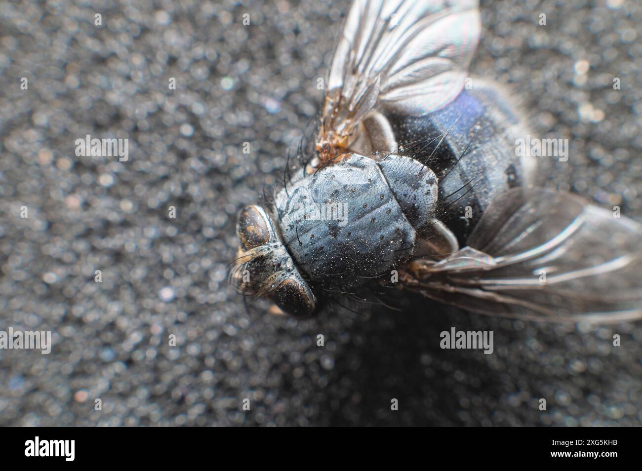 Extremely close-up of a dead fly covered with dust particles. Shallow ...