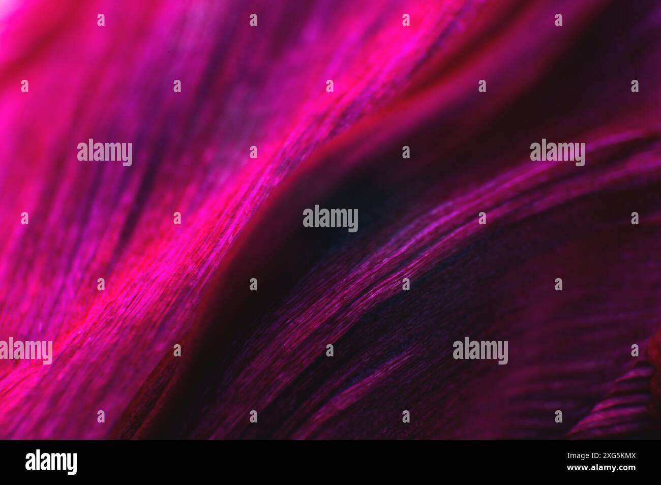 Intimate floral shot hi-res stock photography and images - Alamy