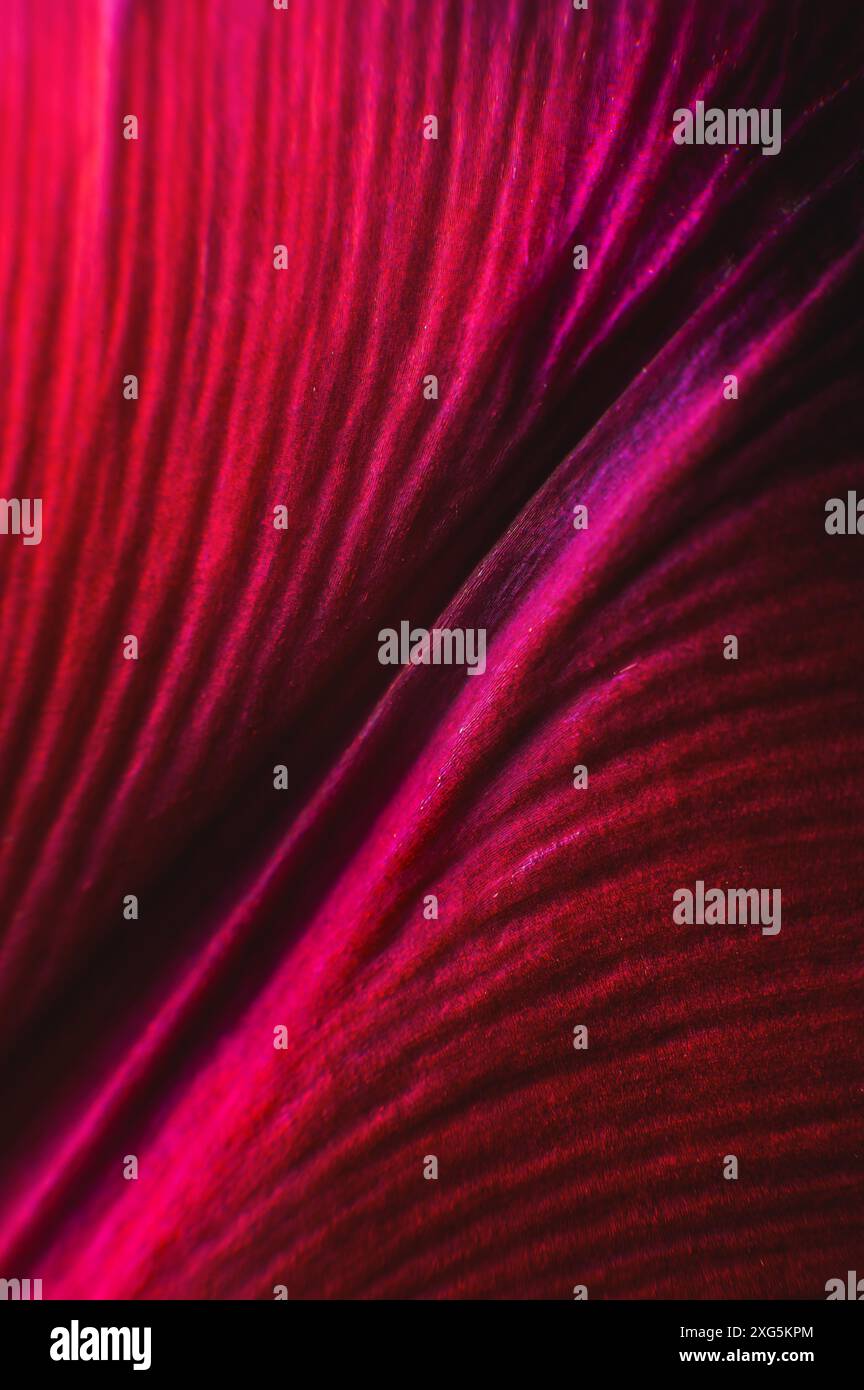 Abstract plants color are red. Beautiful plant minimal in neon light ...