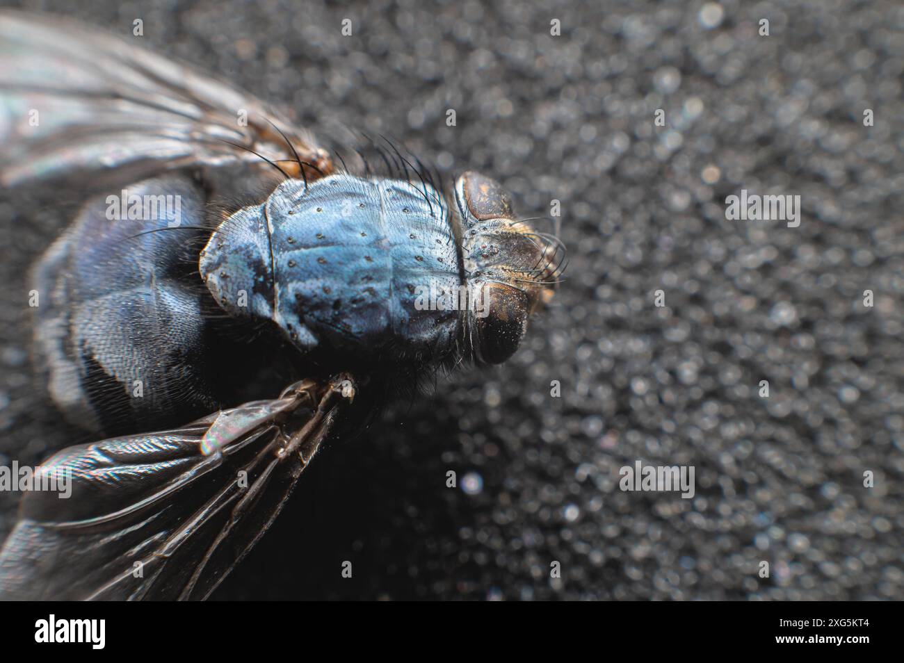 Dead fly lying upside down, macro shot. Insect on a dark background ...