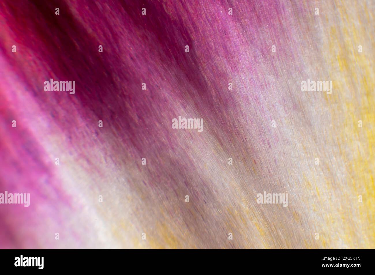Extreme macro Bright close-up of a flower petal in pink. Abstract ...