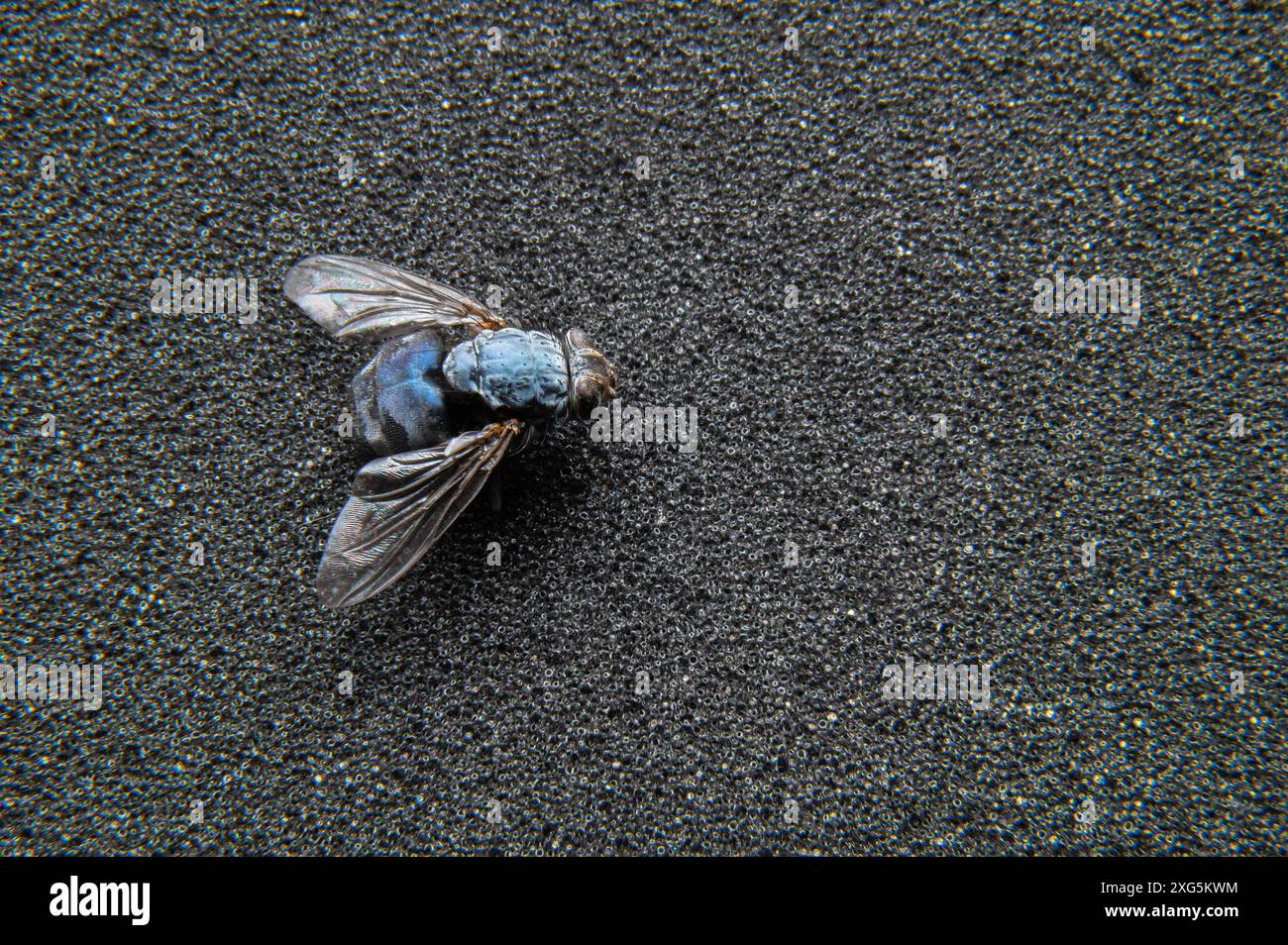 Dead fly upside down on hi-res stock photography and images - Alamy