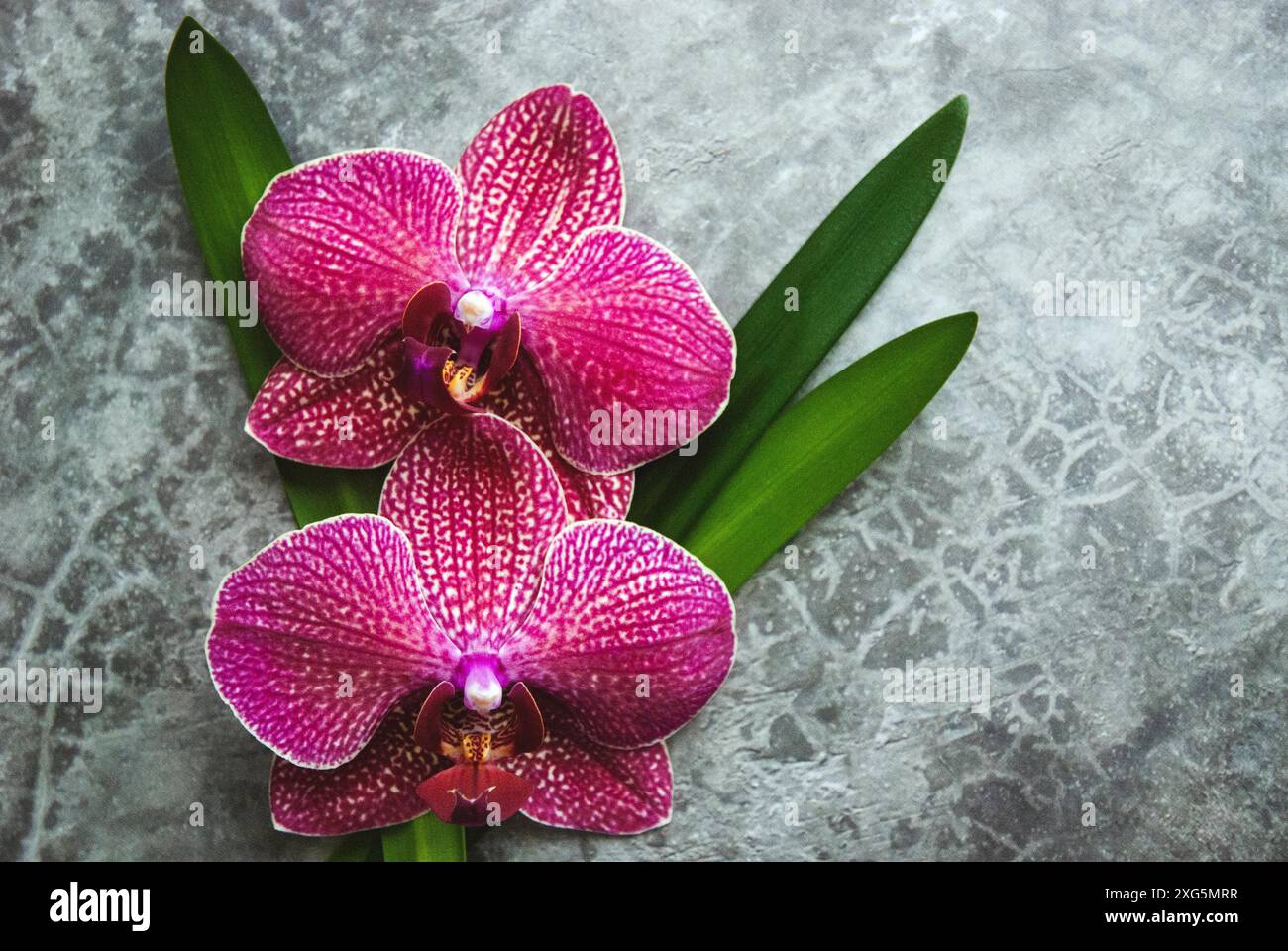 Two pink orchids with green leaves on gray stone texture with copy ...