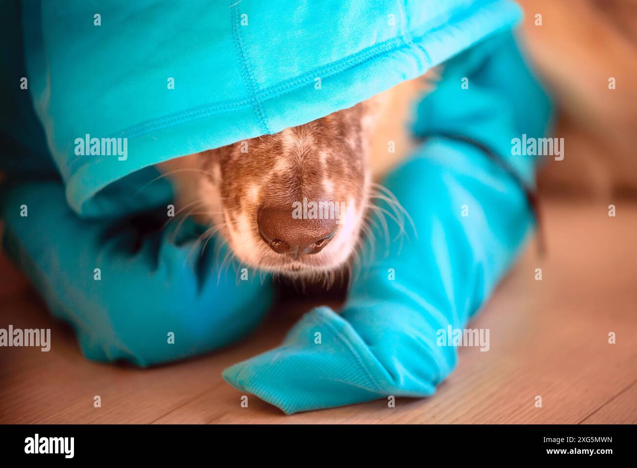 Nose of funny big dog wearing bright blue hoodie lying and hiding face ...