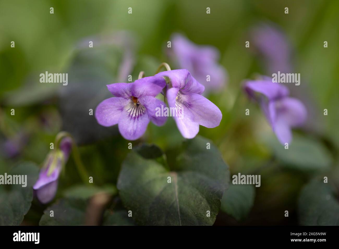 Botany viola odorata hi-res stock photography and images - Alamy