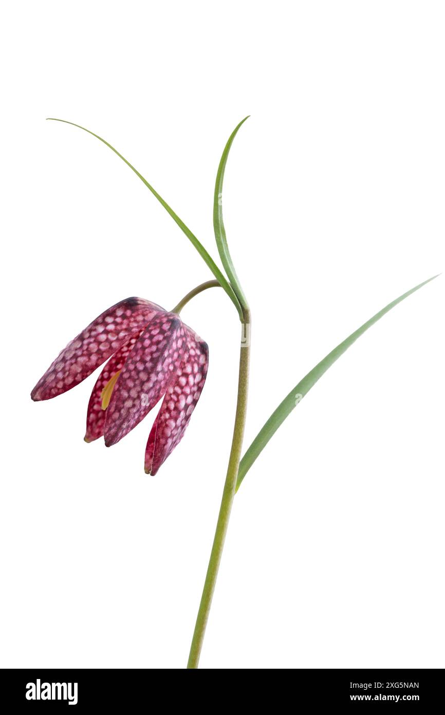 Checkered lily (Fritillaria meleagris) flower on white background Stock ...