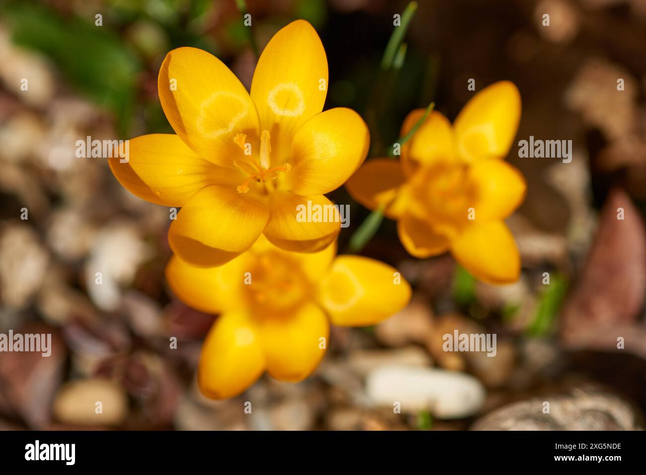 Crocus for the rockery hi-res stock photography and images - Alamy