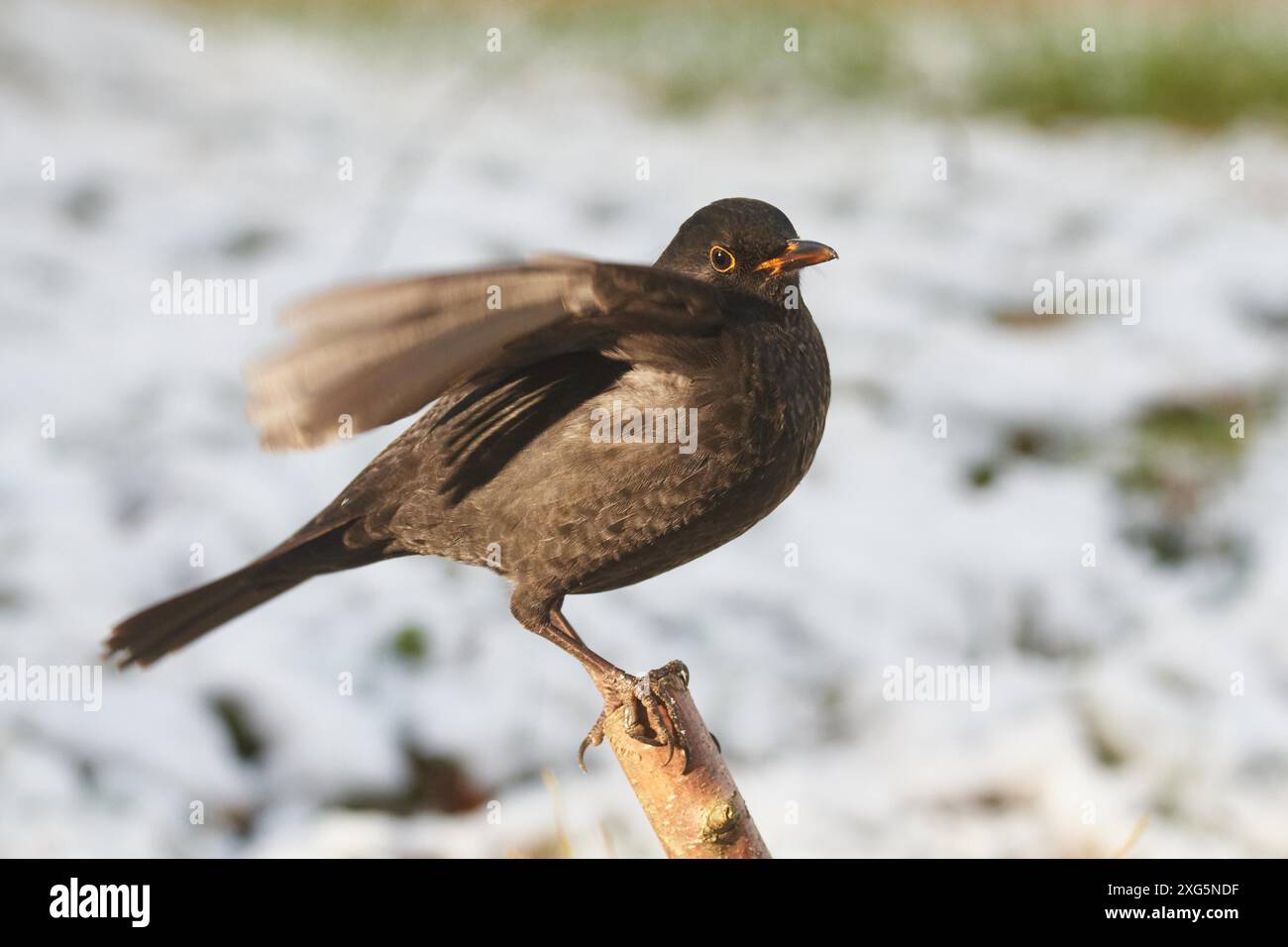 Common blackbird spread wings hi-res stock photography and images - Alamy