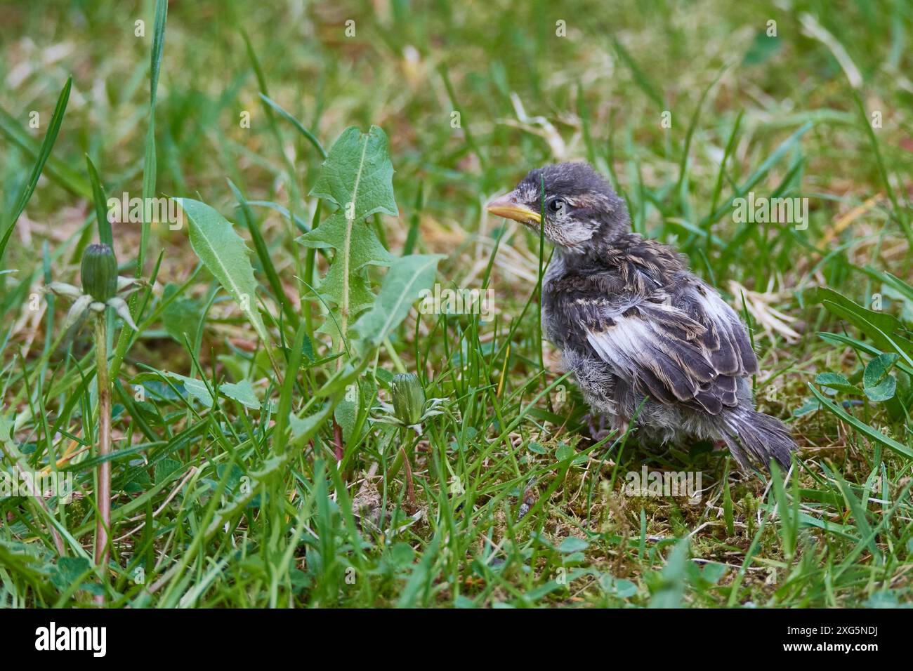 Young house sparrow waiting for feeding. Young house sparrows feeding ...