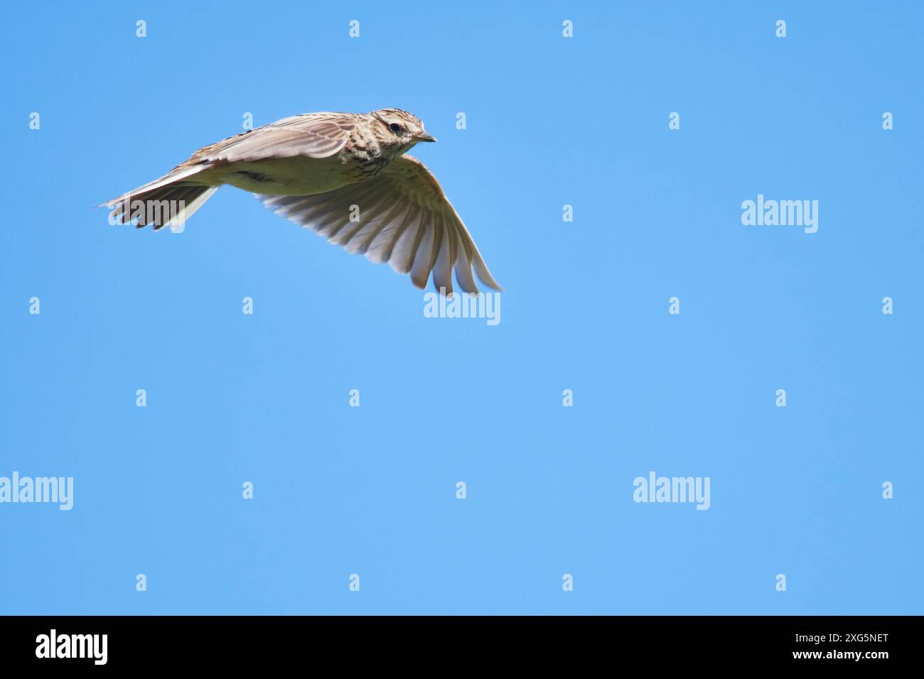 Singing skylark in flight in Upper Lusatia. Eurasian skylark flying ...