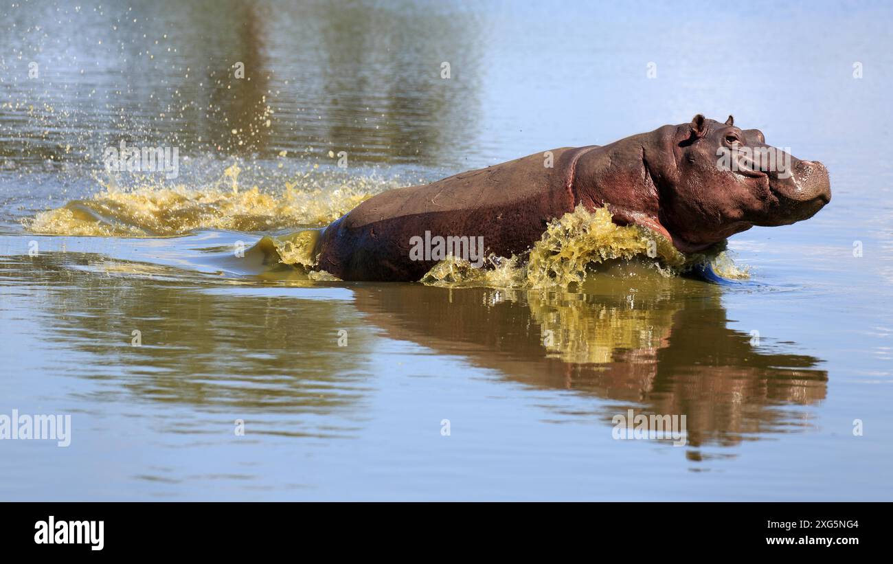 Hippopotamus on the run after being hit by a crocodile Stock Photo - Alamy