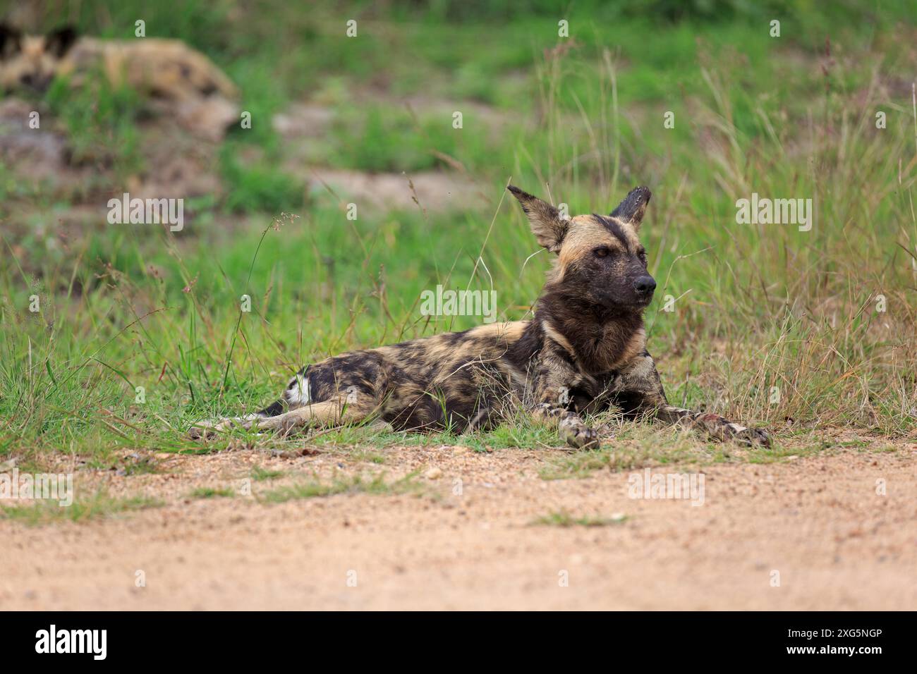 A pack of wild dogs resting on a gravel track in the Kruger National ...